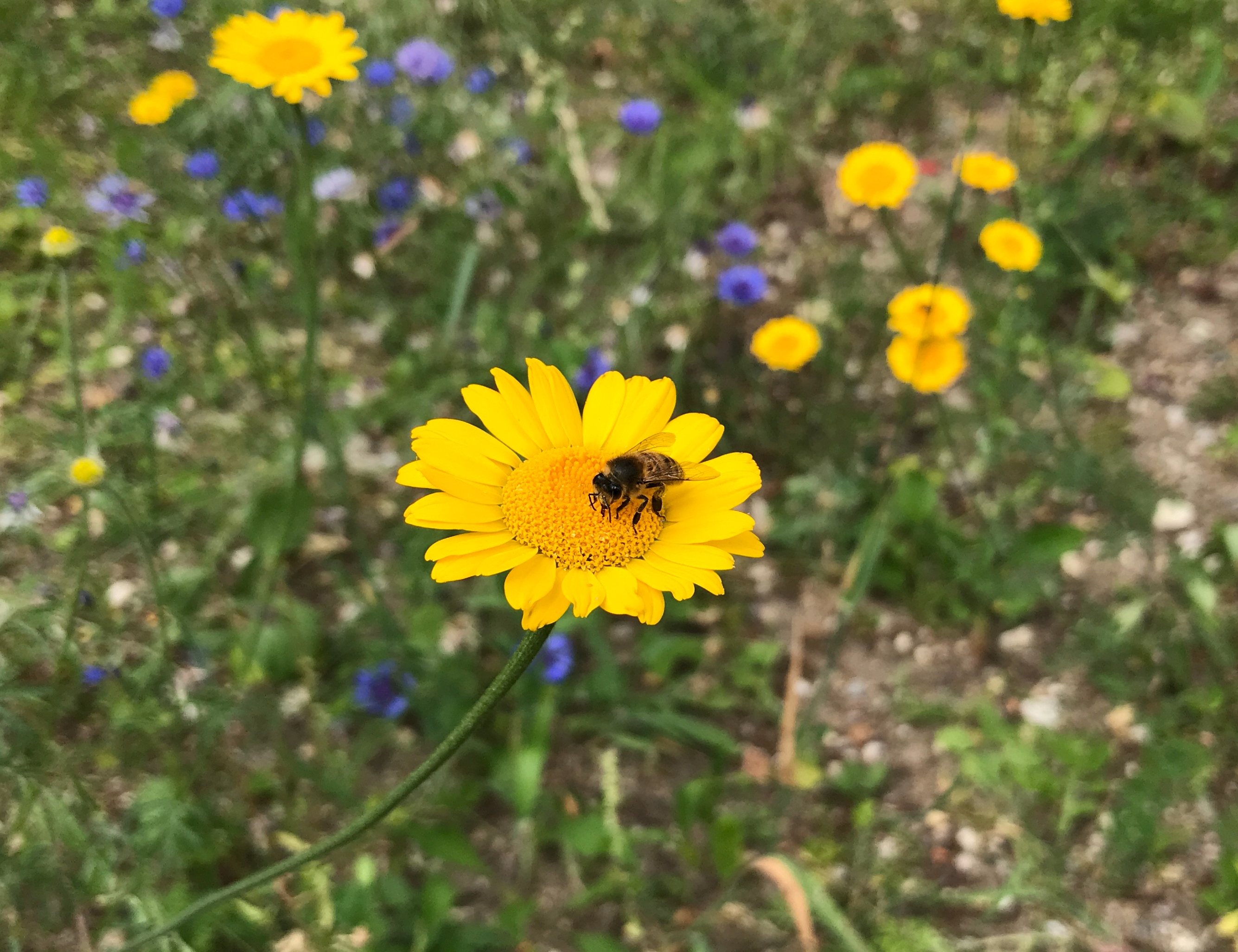 Gele kamille | Planten van hier - NL Bloeit! Gele kamille | Planten van hier - NL Bloeit!